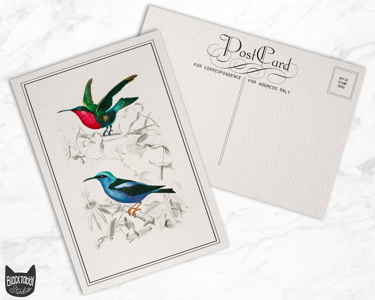 Vintage Birds - 24 Postcards – Black Tabby Studio